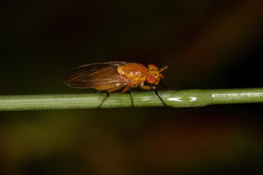 Lauxaniidae bilder – Bläddra bland 125 stockfoton, vektorer och videor ...