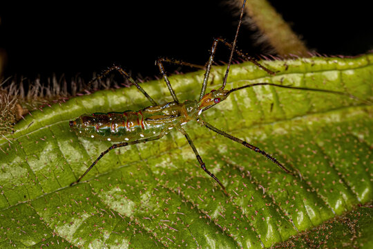Harpactorinae bilder – Bläddra bland 357 stockfoton, vektorer och ...