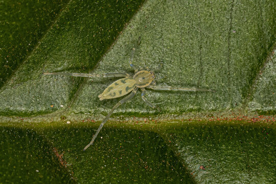 Anyphaenidae Images – Browse 59 Stock Photos, Vectors, and Video ...