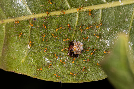 Harpactorinae bilder – Bläddra bland 357 stockfoton, vektorer och ...
