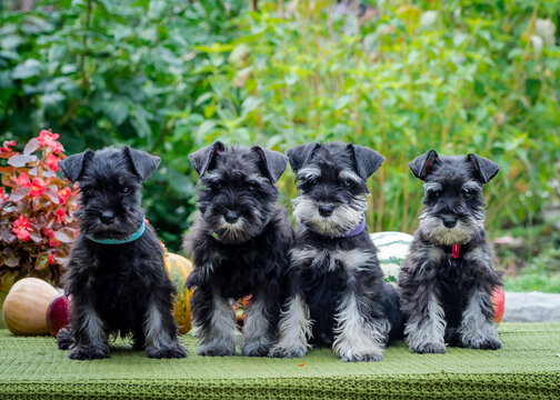 Schnauzers Bilder – Durchsuchen 30,527 Archivfotos, Vektorgrafiken und ...