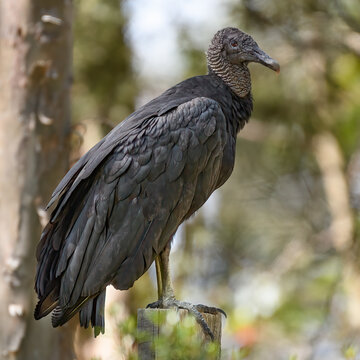 Obrazy (Chulo) — zdjęcia, wektory i wideo bez tantiem (214) | Adobe Stock