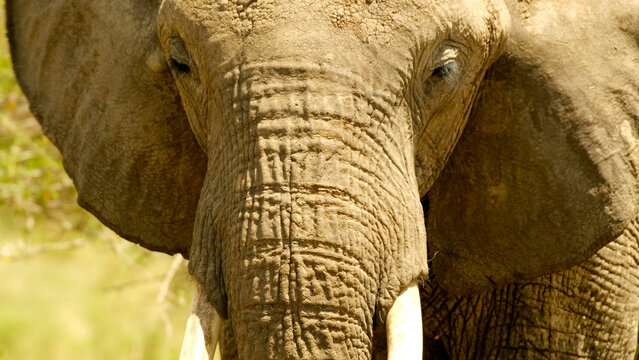 "Happy Elephant" Images – Browse 387 Stock Photos, Vectors, and Video ...