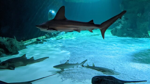 "Requin Bilder – Durchsuchen 2,645 Archivfotos, Vektorgrafiken und ...