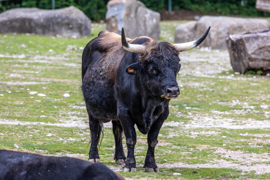 Imagens de Heck – Explore Fotografias do Stock, Vetores e Vídeos de ...