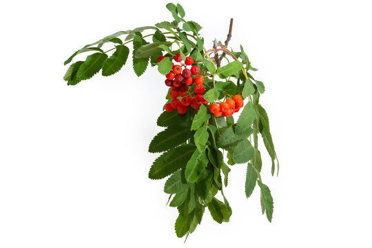 "Sorb Apple" Bilder – Durchsuchen 1,302 Archivfotos, Vektorgrafiken und ...