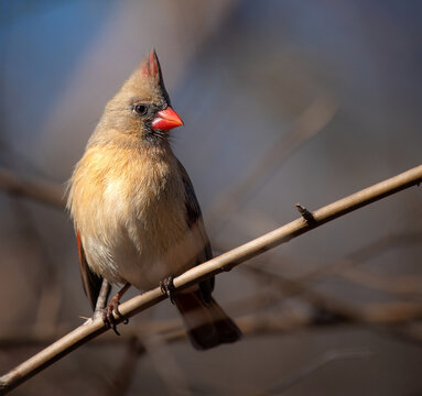 "Female Cardinal" Images – Browse 286 Stock Photos, Vectors, and Video ...