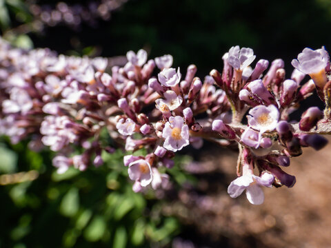 Imágenes de Buddleja: descubre bancos de fotos, ilustraciones, vectores ...
