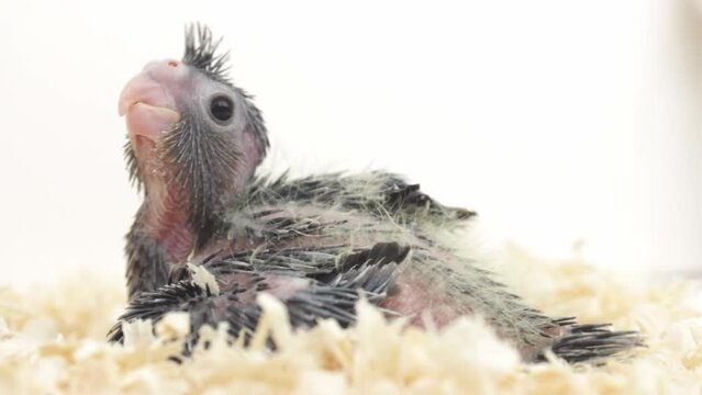 รูปภาพNymphicus – เลือกดูภาพถ่ายสต็อก เวกเตอร์ และวิดีโอ1,394 | Adobe Stock