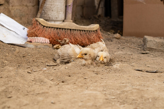 Rascando Images – Browse 22 Stock Photos, Vectors, and Video | Adobe Stock