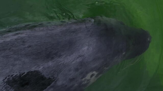 "Earless Seal" Images – Browse 12,005 Stock Photos, Vectors, and Video ...