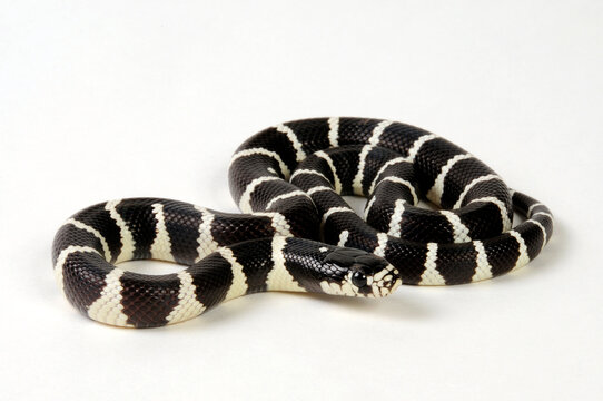 รูปภาพ"Chain Kingsnake" – เลือกดูภาพถ่ายสต็อก เวกเตอร์ และวิดีโอ636 ...