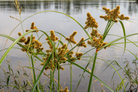 Erbe Images – Parcourir 26,909 le catalogue de photos, vecteurs et ...