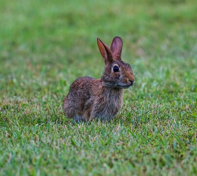 "Swamp Rabbit" Images – Browse 90 Stock Photos, Vectors, and Video ...