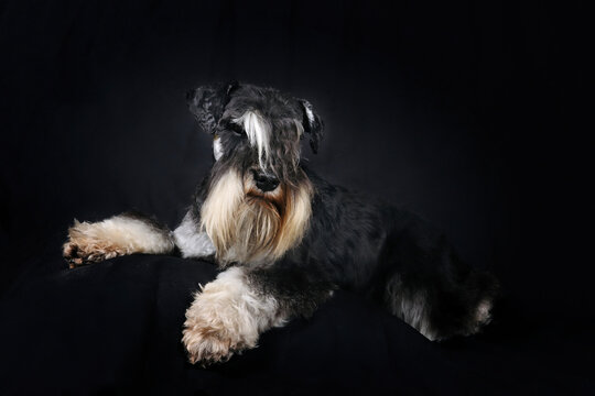 Schnauzers Bilder – Durchsuchen 30,527 Archivfotos, Vektorgrafiken und ...