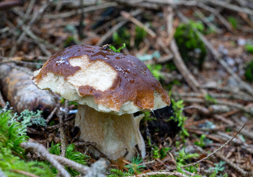 รูปภาพSteinpilze – เลือกดูภาพถ่ายสต็อก เวกเตอร์ และวิดีโอ2,742 | Adobe ...