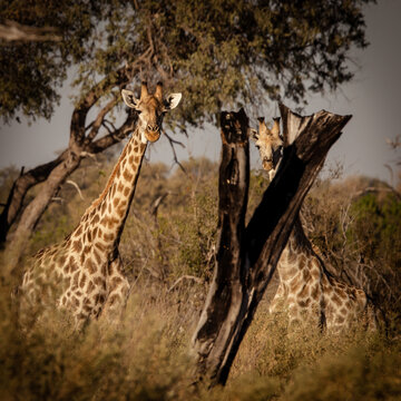 Imágenes de Ungulata: descubre bancos de fotos, ilustraciones, vectores ...