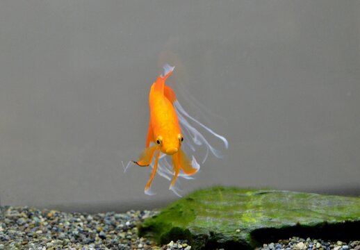 「Cyprinids」の画像 - 5,424 件の Stock 写真、ベクターおよびビデオ | Adobe Stock