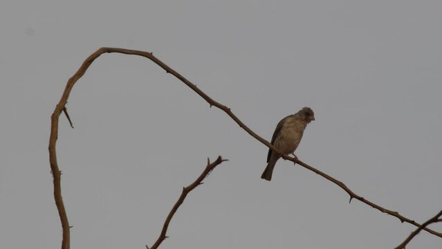 Seedeater Images – Browse 924 Stock Photos, Vectors, and Video | Adobe ...