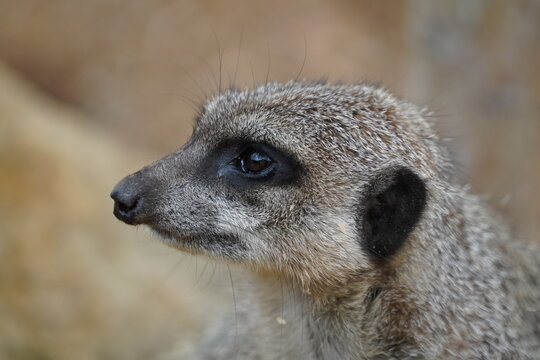 Feliform bilder – Bläddra bland 4,563 stockfoton, vektorer och videor ...