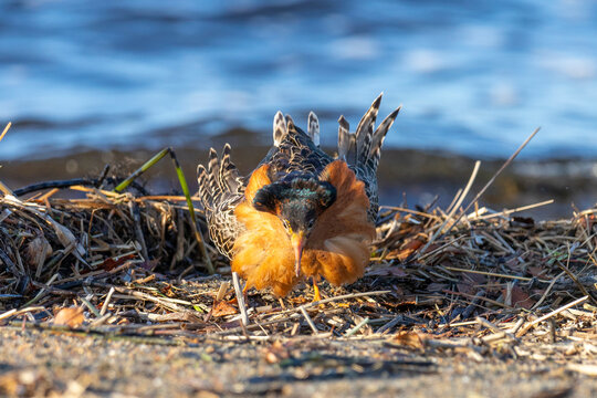Brushane bilder – Bläddra bland 11,858 stockfoton, vektorer och videor ...