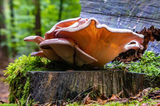 รูปภาพPanu – เลือกดูภาพถ่ายสต็อก เวกเตอร์ และวิดีโอ130 | Adobe Stock