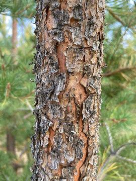 รูปภาพLodgepole – เลือกดูภาพถ่ายสต็อก เวกเตอร์ และวิดีโอ7,116 | Adobe Stock