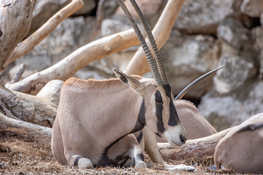 "Oryx Beisa" Images – Browse 690 Stock Photos, Vectors, and Video ...