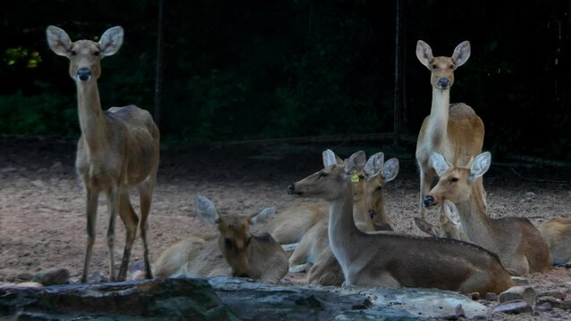 Barasingha Images – Browse 764 Stock Photos, Vectors, and Video | Adobe ...