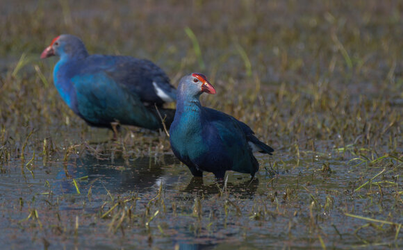 รูปภาพWater-Hen – เลือกดูภาพถ่ายสต็อก เวกเตอร์ และวิดีโอ108 | Adobe Stock