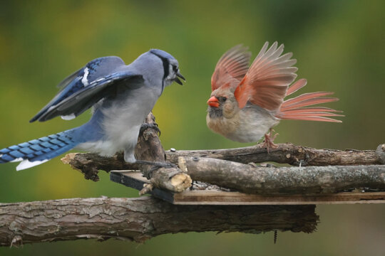 Feisty Images – Parcourir 5,525 le catalogue de photos, vecteurs et ...