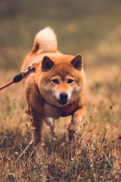 Shiba Run Bilder – Durchsuchen 1,446 Archivfotos, Vektorgrafiken und ...