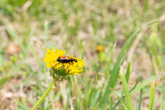 Polyphaga 이미지 – 찾아보기 1,577 스톡 사진, 벡터 및 비디오 | Adobe Stock