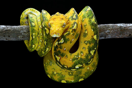 Green Tree Python Morphs