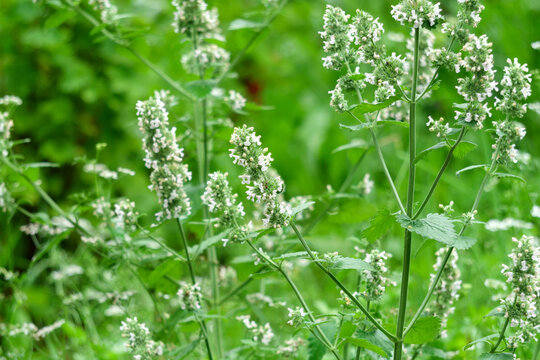 Mentol 이미지 – 찾아보기 586 스톡 사진, 벡터 및 비디오 | Adobe Stock