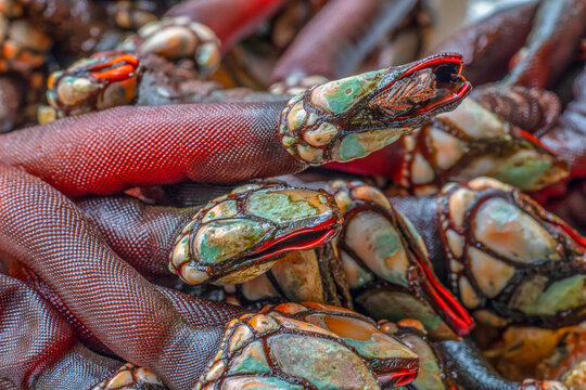 "Pollicipes Pollicipes" Images – Browse 380 Stock Photos, Vectors, and ...