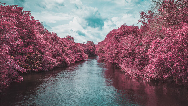Infravermelho Images Browse 16 Stock Photos Vectors And Video