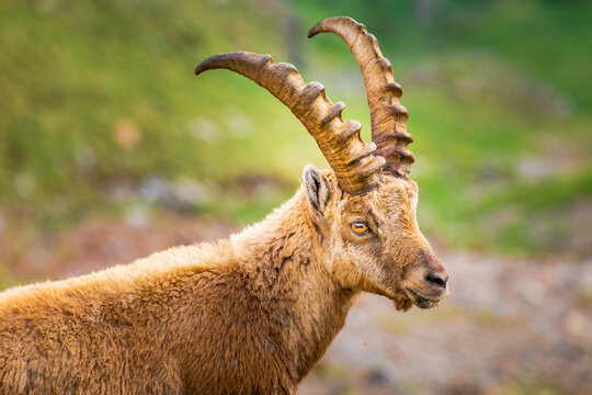 Imágenes de Ungulata: descubre bancos de fotos, ilustraciones, vectores ...