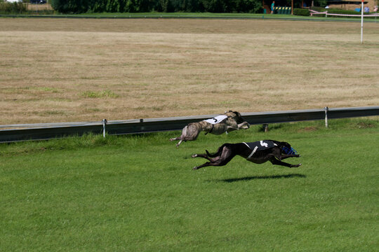 "Galgo Espanol" Images – Browse 3,285 Stock Photos, Vectors, and Video ...