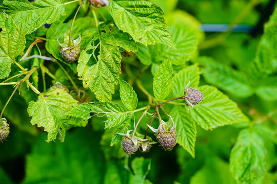 รูปภาพDornenstrauch – เลือกดูภาพถ่ายสต็อก เวกเตอร์ และวิดีโอ112 | Adobe ...