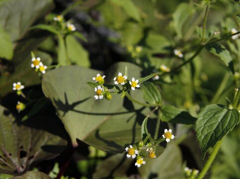 Quickweed Képek – Böngésszen 398 stockfotókat, vektorokat és videókat ...