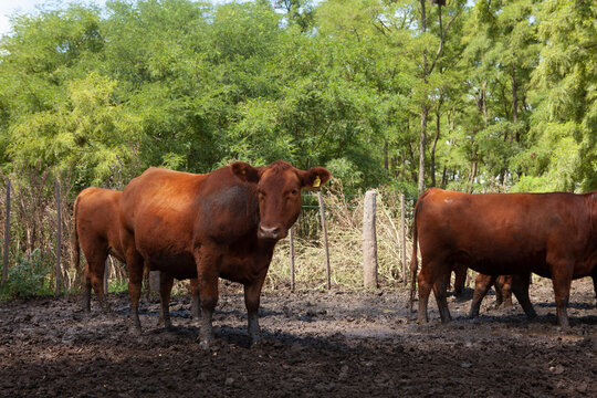 รูปภาพ"Vaca – เลือกดูภาพถ่ายสต็อก เวกเตอร์ และวิดีโอ33,241 | Adobe Stock