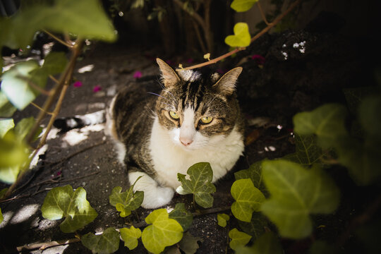 รูปภาพRonroneo – เลือกดูภาพถ่ายสต็อก เวกเตอร์ และวิดีโอ156 | Adobe Stock