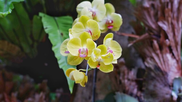 Amabilis Images – Browse 928 Stock Photos, Vectors, and Video | Adobe Stock