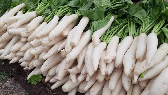 Mooli Images – Browse 553 Stock Photos, Vectors, and Video | Adobe Stock