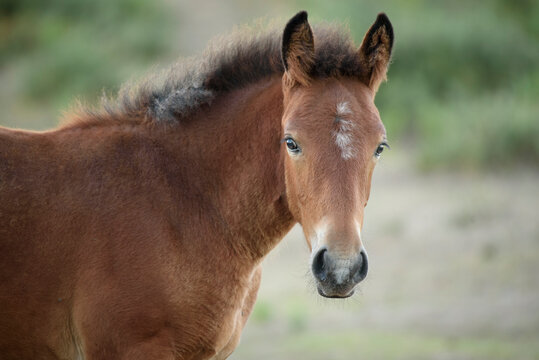 Chevalin Bilder – Durchsuchen 6,642 Archivfotos, Vektorgrafiken und ...