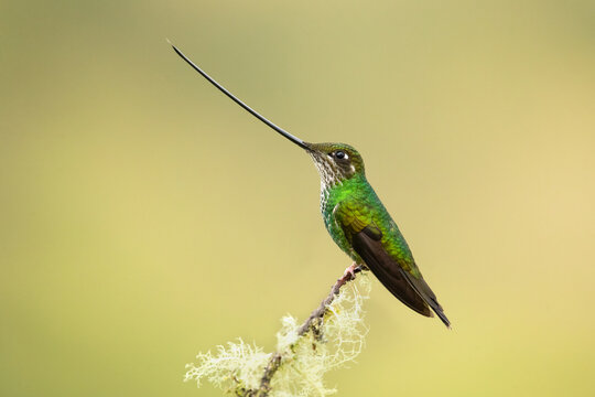 Swordbill Images – Browse 48 Stock Photos, Vectors, and Video | Adobe Stock