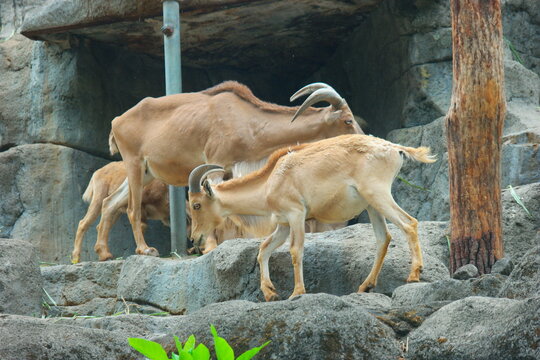Afbeeldingen over "Barbary Sheep" – Blader in stockfoto's, vectoren en ...