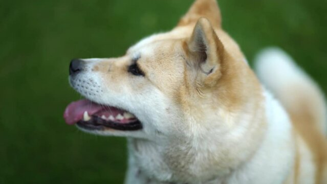 Akita-Inu Imagens – Procure 2,880 fotos, vetores e vídeos | Adobe Stock