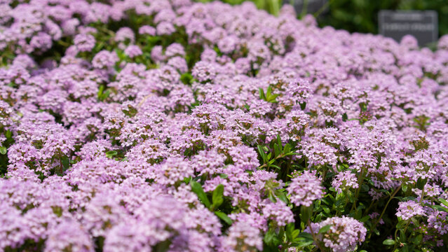 Thymus Images – Parcourir 18,748 le catalogue de photos, vecteurs et ...